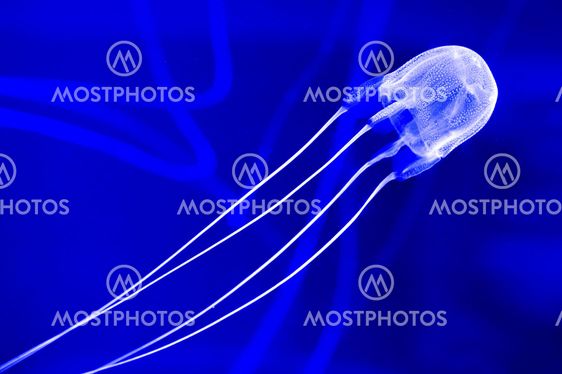 Box Jellyfish Wallpaper