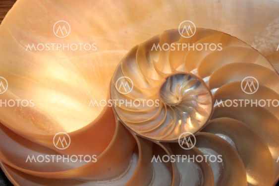 "nautilus shell symmetry Fib..." by User_77192 - Mostphotos