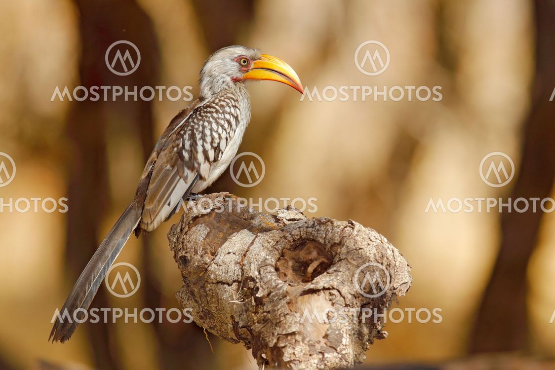 "Big bill bird from Africa...." av Ondrej Prosicky - Mostphotos