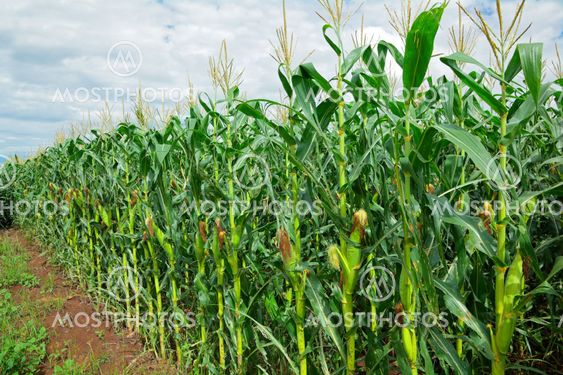 Maize Plant Picture