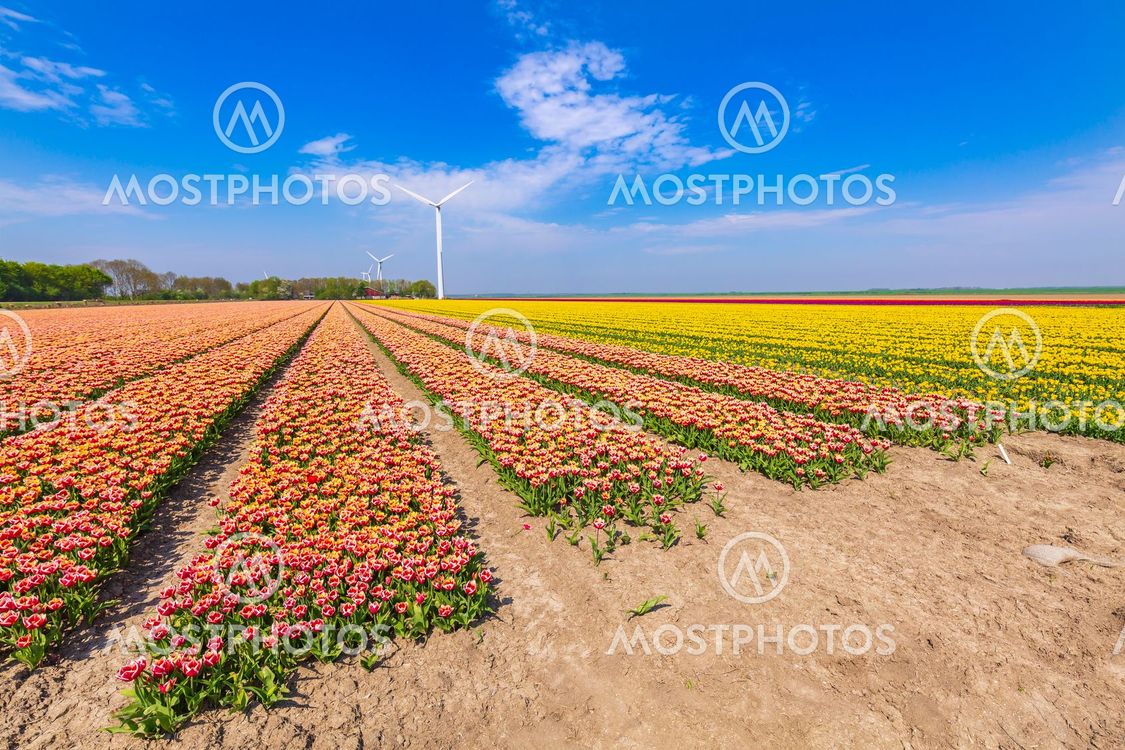 "colorful Dutch tulips in a..." av Sander Meertins - Mostphotos