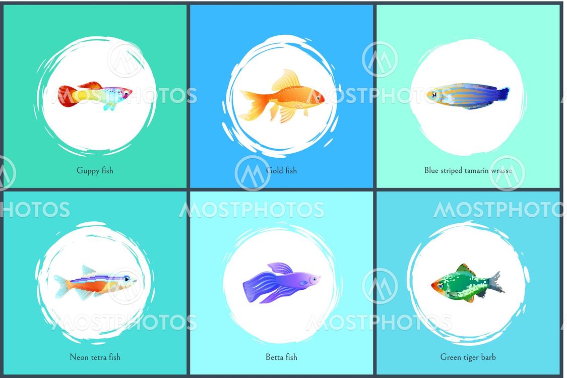 "Neon Tetra Fish Blue Tamari..." by robuart - Mostphotos