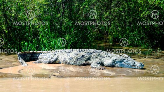 Nile Crocodile Size