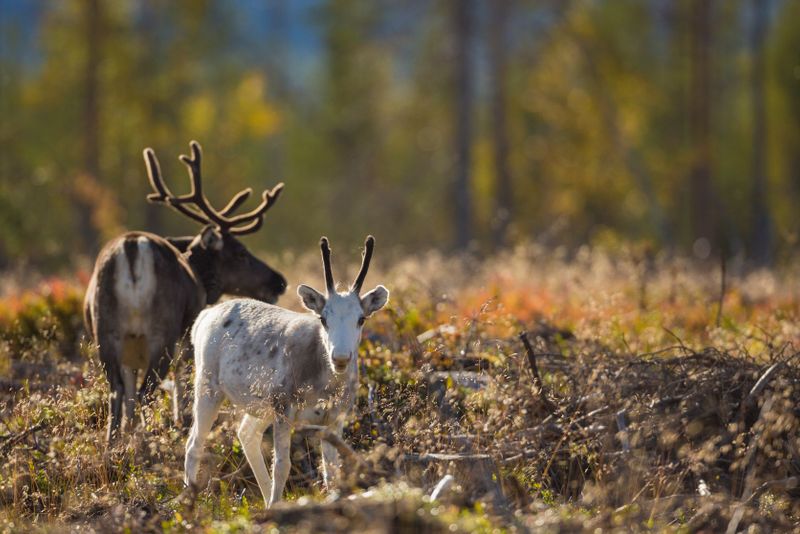 Nordic animals - Mostphotos