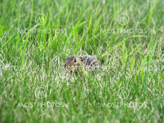"A cute gopher tries to hide..." av Dan Ross - Mostphotos