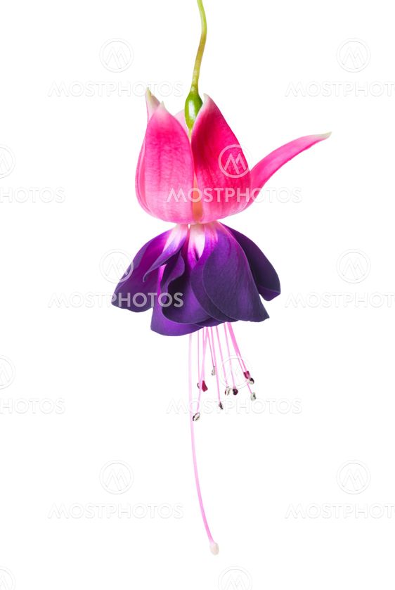 Single Flower White Background Image | Best Flower Site