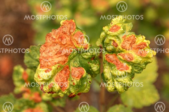 "Currant disease in which re..." by Oleksandr Gorbach - Mostphotos