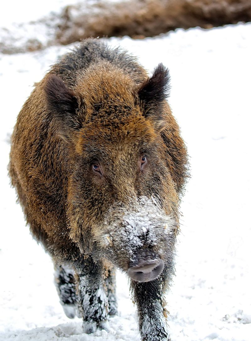 Nordic Animals Mostphotos nordic-animals-mostphotos