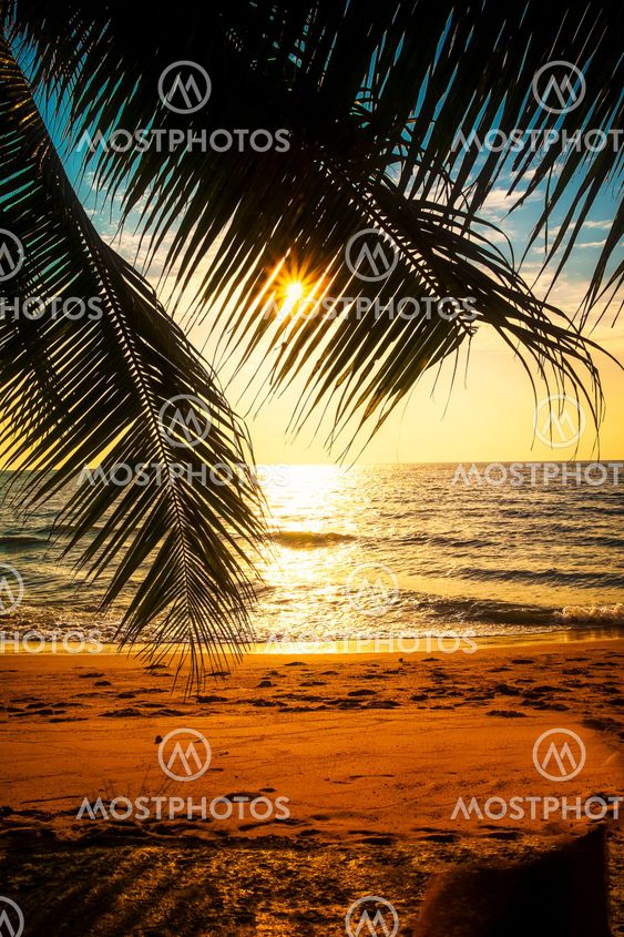 "Strand med palmer." av User_55182 - Mostphotos