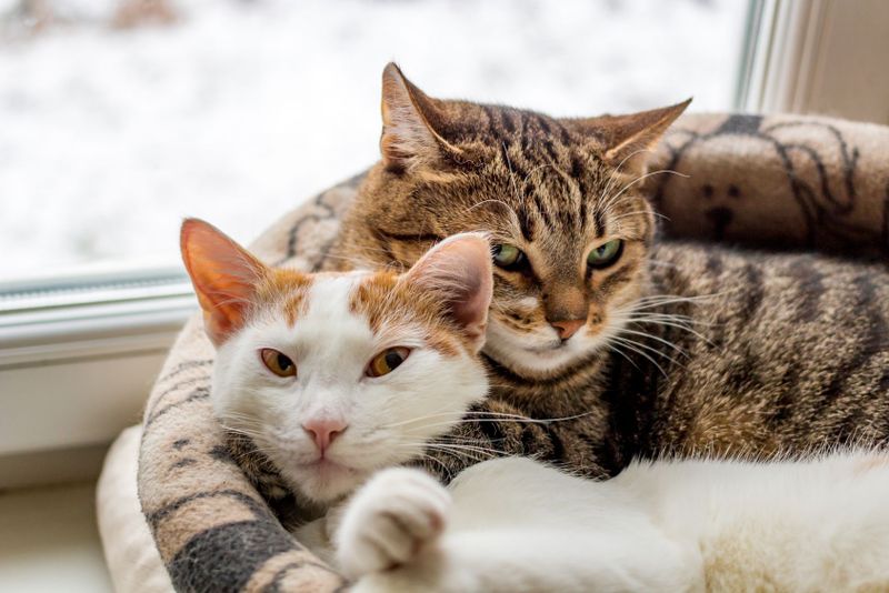 Mysiga kattbilder online - Mostphotos