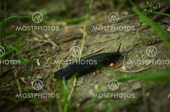 "Lilla snigel akta dig..." av Jimmie Lund - Mostphotos