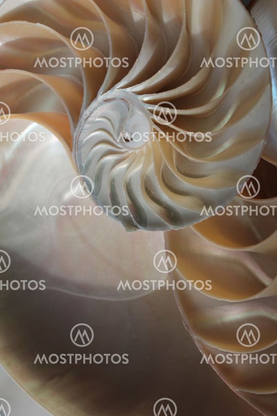 "nautilus shell symmetry Fib..." fra User_77192 - Mostphotos