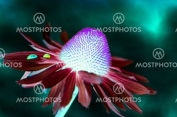 "Inverted Flower Photo" av Björn Carlsson - Mostphotos