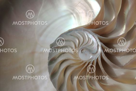 "nautilus shell symmetry Fib..." by User_77192 - Mostphotos