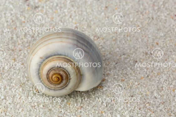 "sea snail shell on Beach Sa..." av pixinoo - Mostphotos