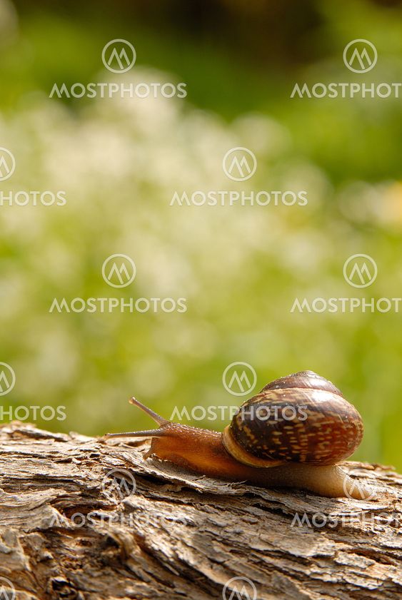 "Snigel med hus." fra Anders Ludvigson - Mostphotos