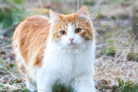 "Red and white furry kitten..." av Helena Silvertid - Mostphotos