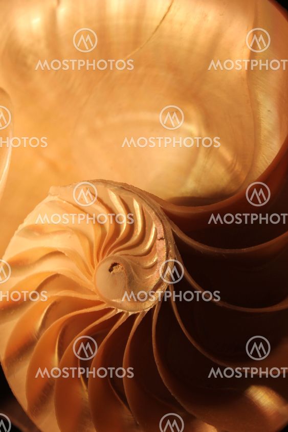 "nautilus shell symmetry Fib..." by User_77192 - Mostphotos