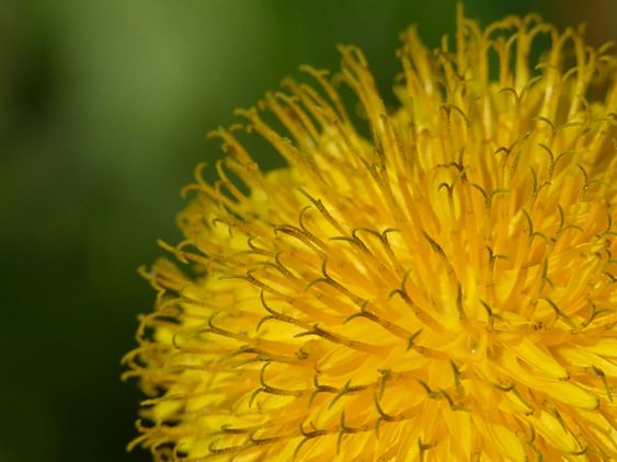 "Gul blomma" av Peter Högström - Mostphotos