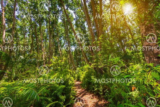 "Jungle forest Jozani Chwaka..." av Sander Meertins - Mostphotos