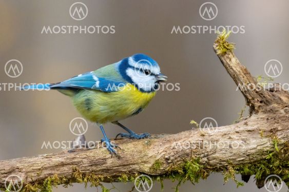 "A small and cute blue tit b..." av MickesPhotos - Mostphotos