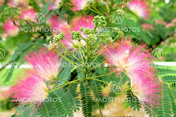 "Papilionaceae Albizia julib..." av Michael J. Woerner - Mostphotos