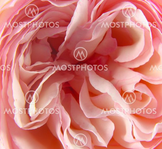 "flower and bud of a white E..." av angelo ferron - Mostphotos