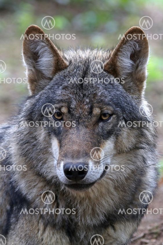 Eurasian Wolf Size
