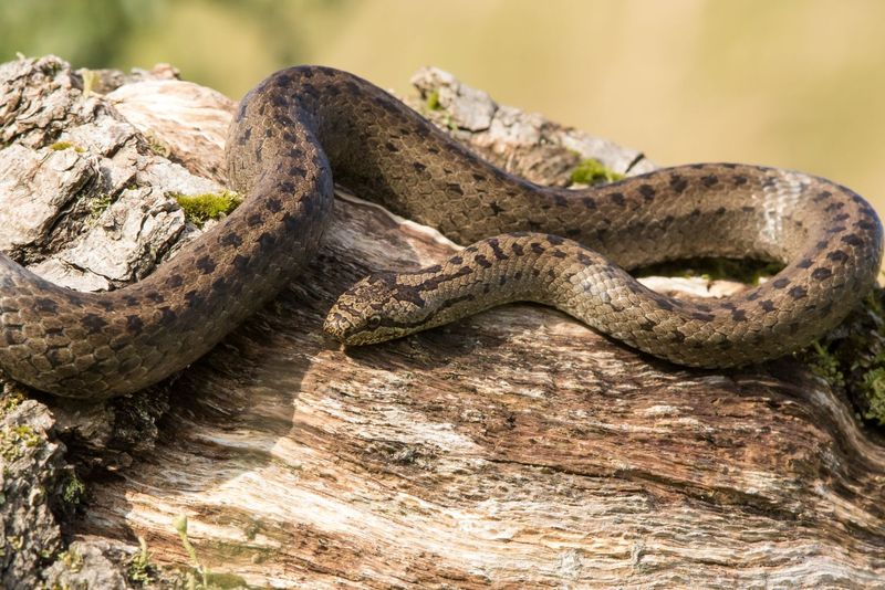 Nordic animals - Mostphotos