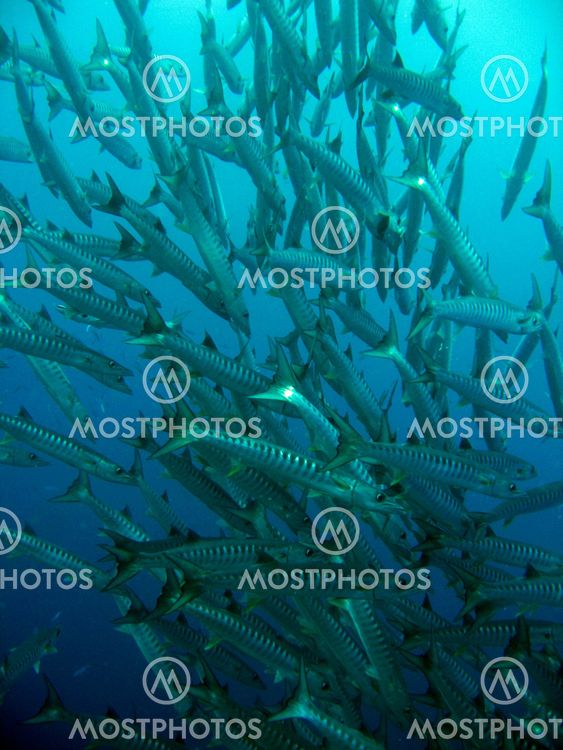 Sawtooth Barracuda Fish