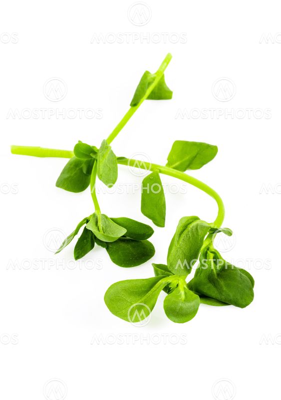 "Fresh purslane isolated on..." fra Yalçın Sonat - Mostphotos