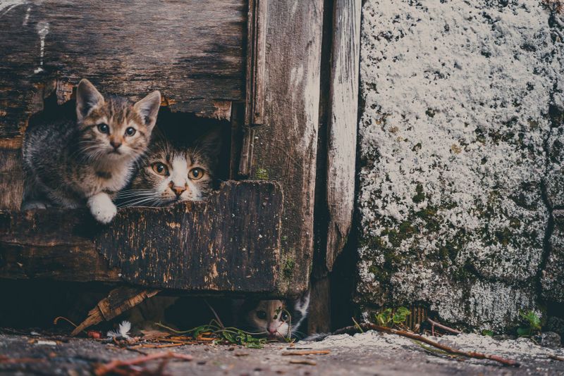 Mysiga kattbilder online - Mostphotos