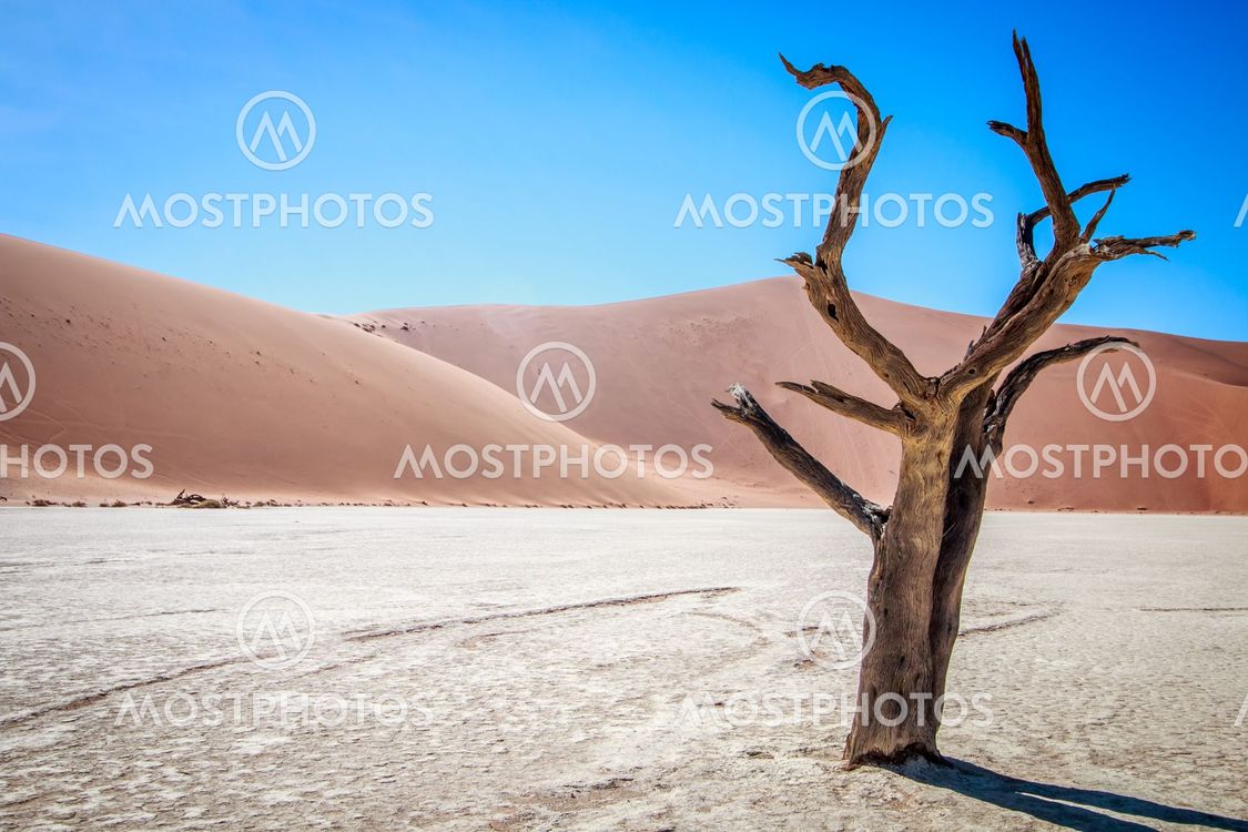 "Dead tree in Sossusvlei des..." av Simon Eeman - Mostphotos