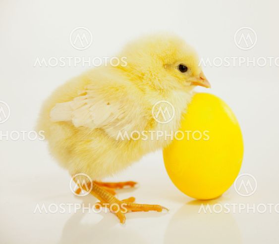 Gule Kyllinger Gule Kyllinger | Til Salg | DBA