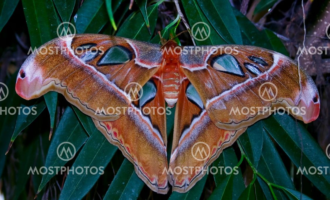 "Promethea Moth" by zrex - Mostphotos