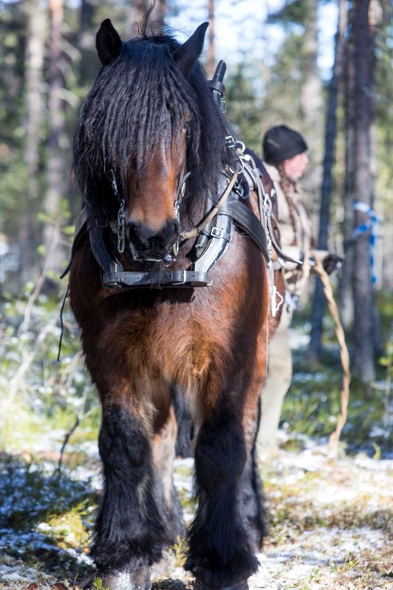 "Ardenner" by Göran Erlandsson - Mostphotos