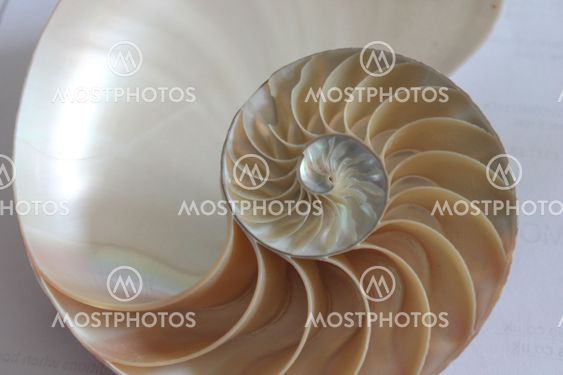 "nautilus shell symmetry Fib..." by User_77192 - Mostphotos