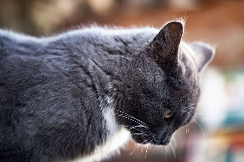 Mysiga kattbilder online - Mostphotos