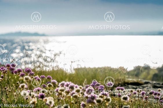 "Sommarbild" av Nicolas Westrup - Mostphotos
