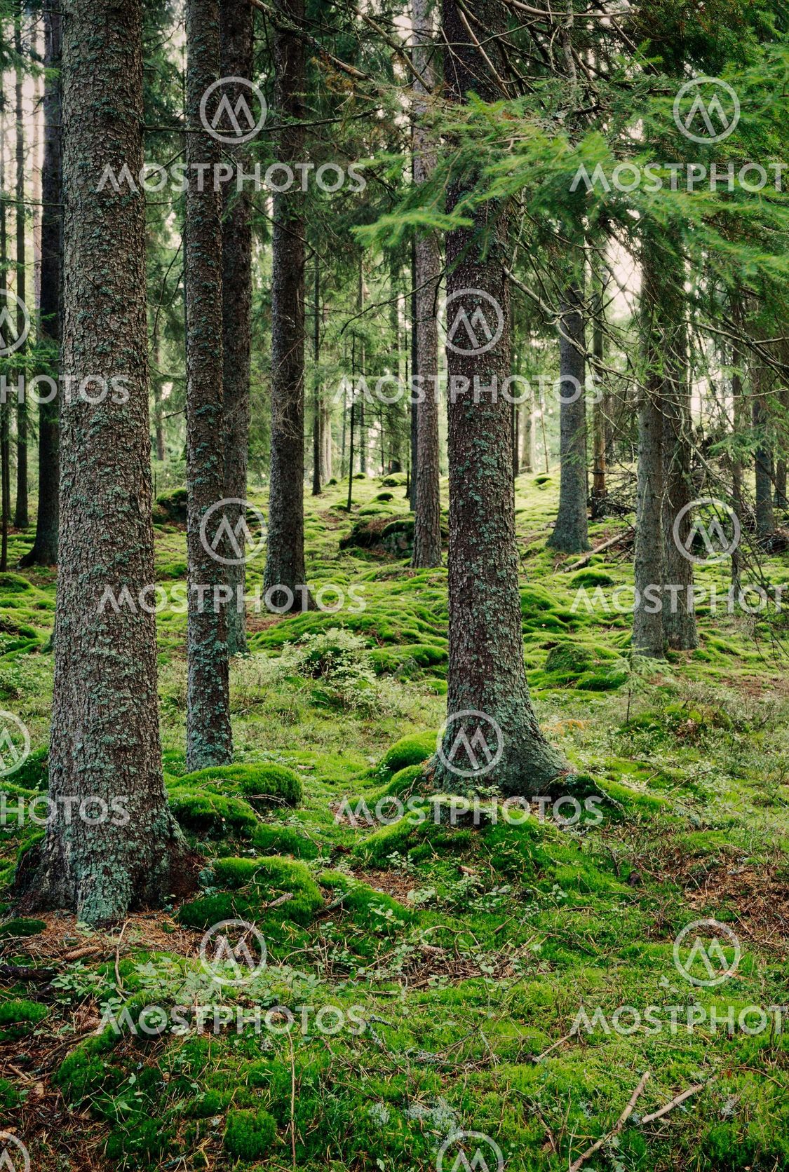 "Granskog med grön mossa" av Bengt Olsson - Mostphotos