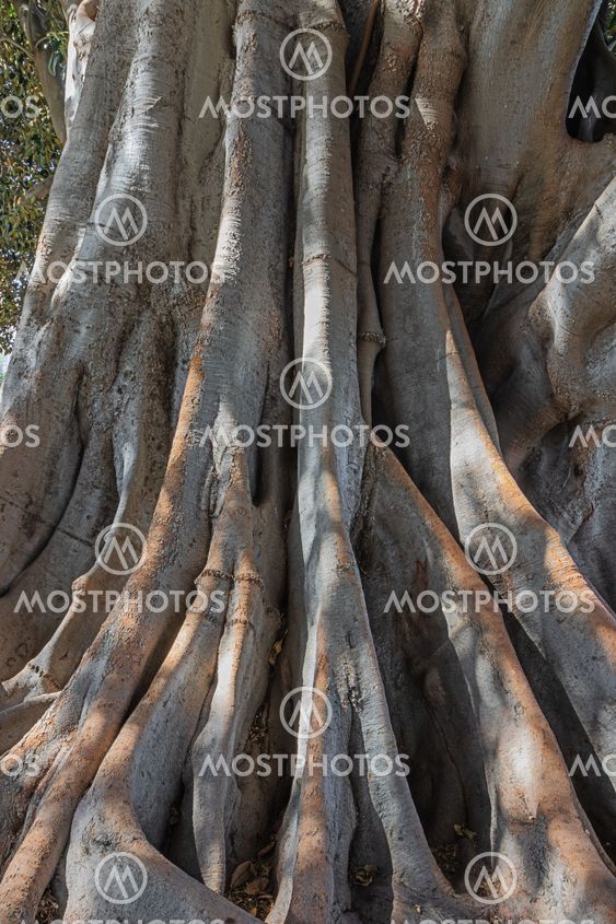 "The complex root system of..." by Guido Vermeulen-Perdaen - Mostphotos