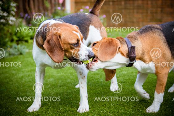 Are Beagles Playing Or Fighting