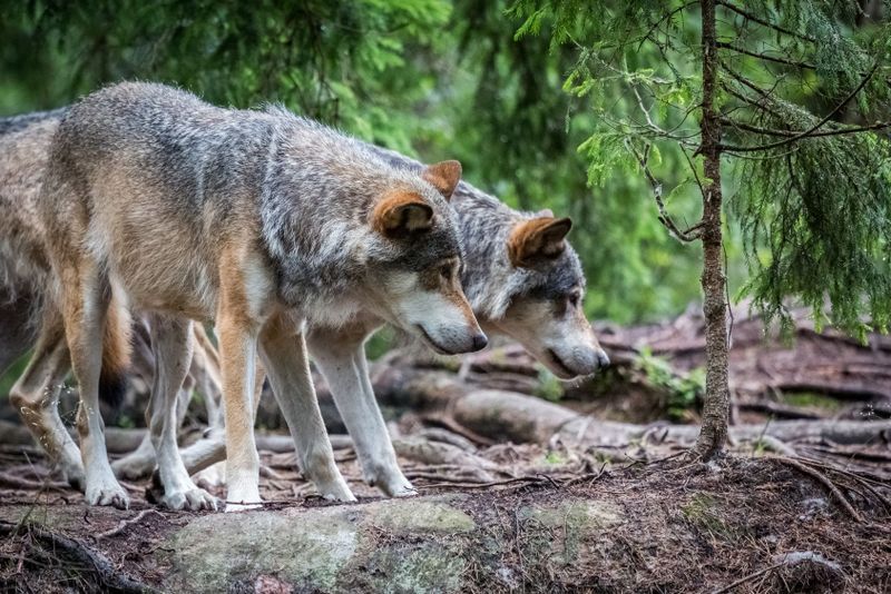 Nordic animals - Mostphotos