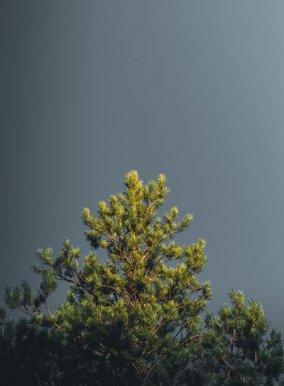 Fina skogsbilder online - Mostphotos