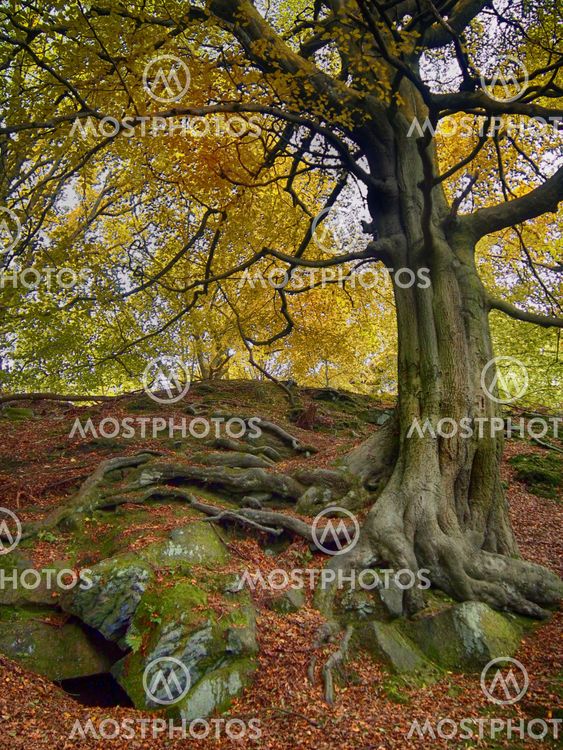 "a tall ancient beech tree w..." by Philip Openshaw - Mostphotos