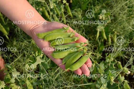 "Pea pods in a woman's hand...." av Leonid Eremeychuk - Mostphotos