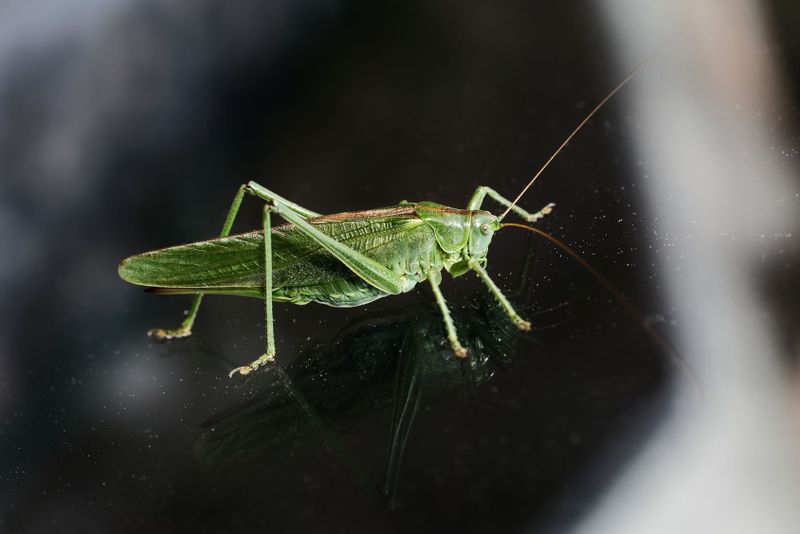 Bilder på insekter i Sverige - Mostphotos