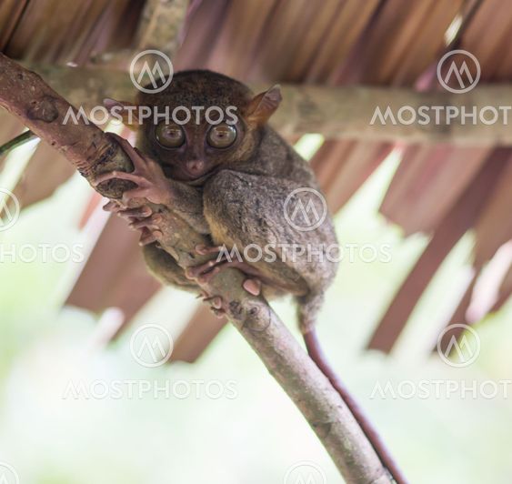 "Smiling cute tarsier sittin..." av Василий Кочетков - Mostphotos