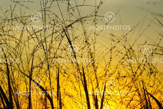"Wild Grass Silhouette Again..." by NOOR HASWAN NOOR AZMAN - Mostphotos