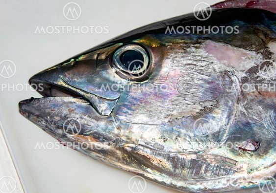 "Yellowfin tuna fish head cl..." by Oleg Elagin - Mostphotos